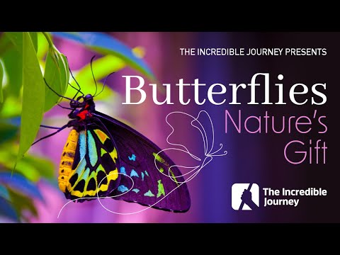 Nature Documentary – The Beauty of Butterflies – Evidence of a Master ...