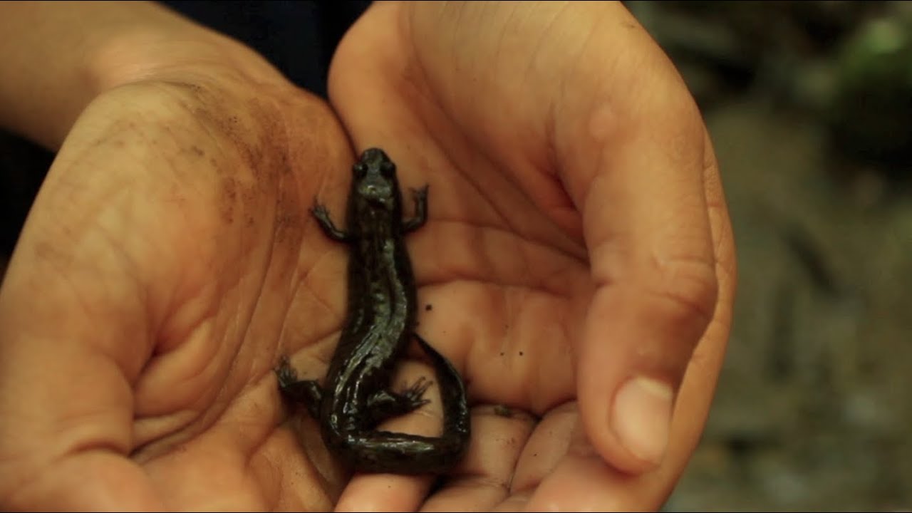All the Salamanders #SmokiesCool