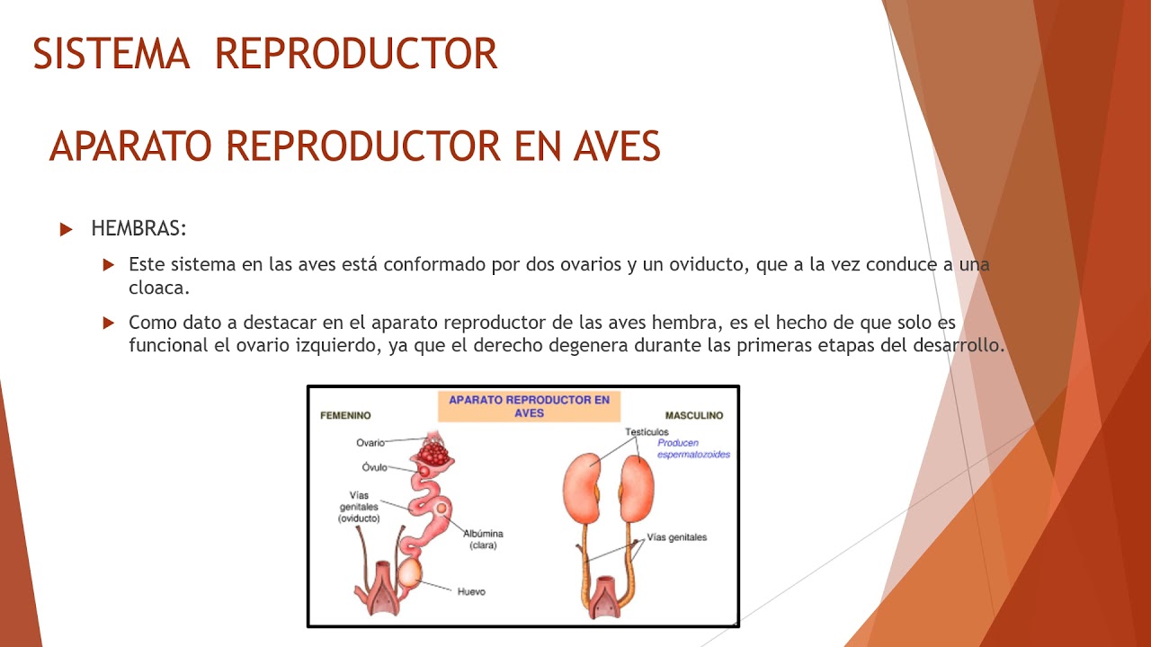 1  ANATOMIA Y FISIOLOGIA ANIMAL SISTEMA REPRODUCTO CLASE 22  23 DE ABRIL 2021