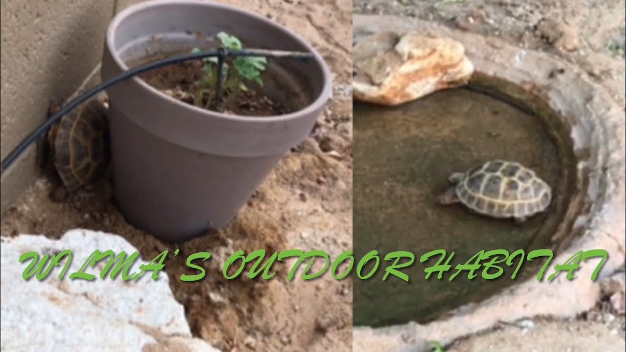 RUSSIAN TORTOISE OUTDOOR HABITAT UPDATE ISSUES WE HAD & WHAT I DID TO FIX THE ISSUES POND DEN ETC
