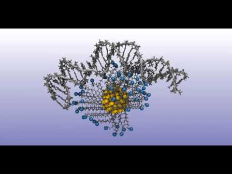 charged ligand functionalized gold nanoparticle binding to double stranded DNA