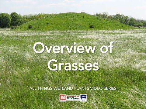 Overview of Grasses