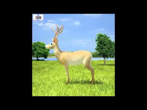 Wildlife animals 3D Model | Animals 3D Models | max, 3ds, c4d, obj, lwo