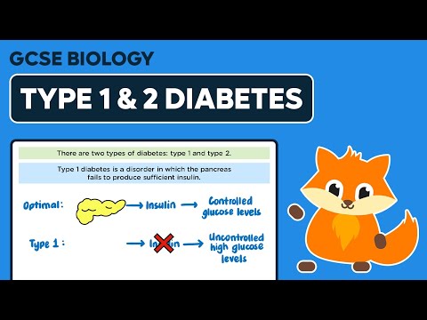 Type 1 & Type 2 Diabetes - GCSE Biology
