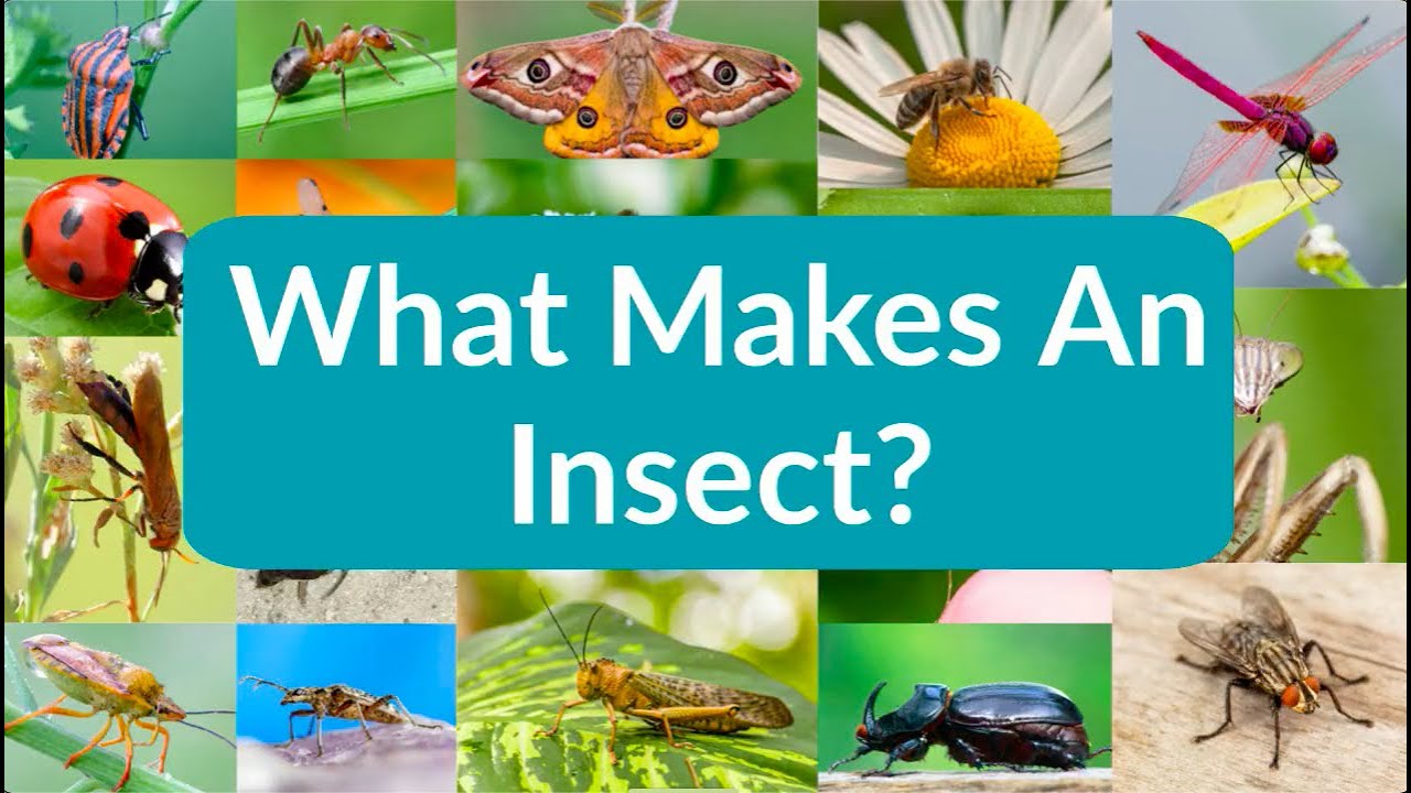 What Makes An Insect? | The Insect Effect