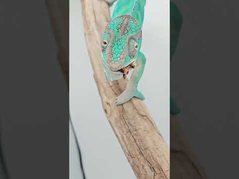 Vibrant personality shines in this stunning creature #chameleon