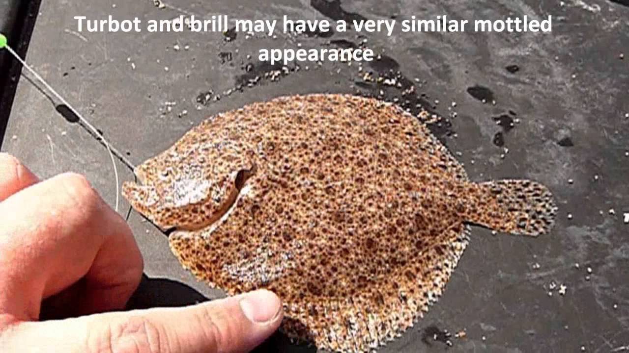 Turbot Identification