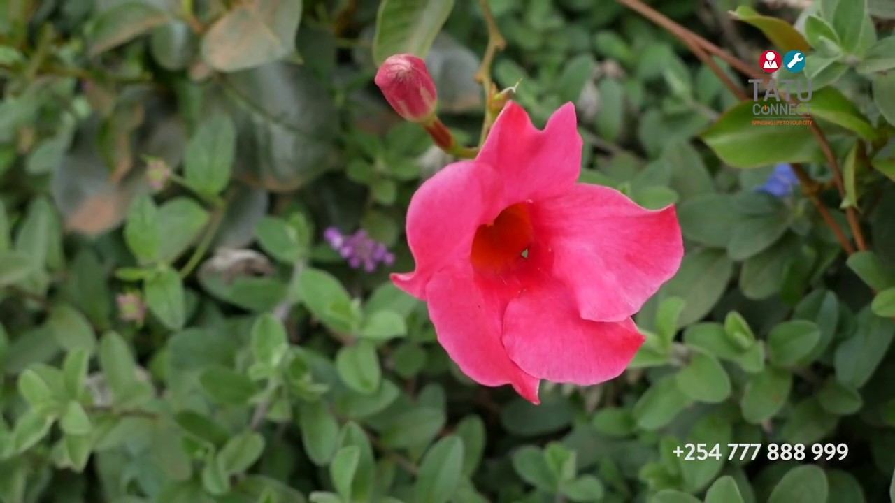 Tatu City: Landscapping