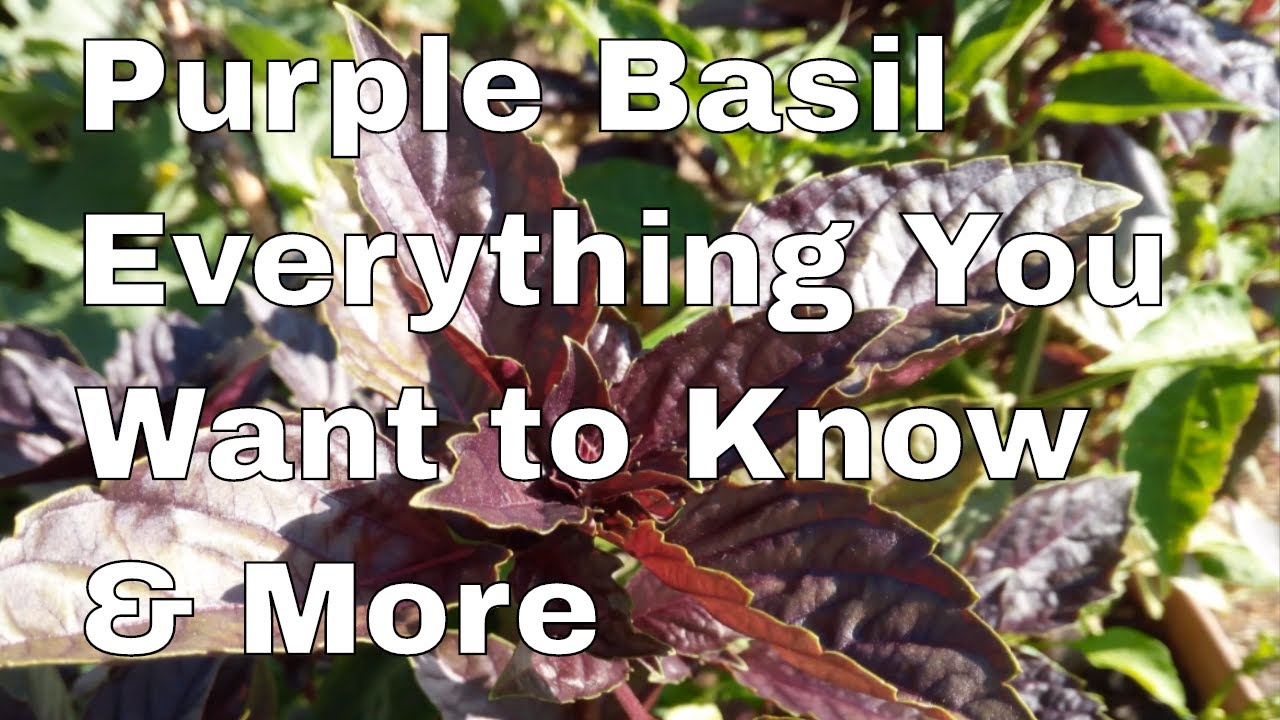 In Search of Purple Basil at MartysGarden