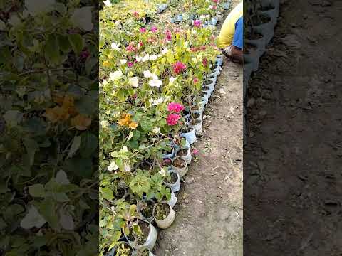 Bougainvillea Plant - Wholesale Price & Mandi Rate for Paper Flower ...