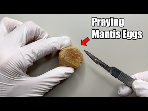What Happens When You Cut Open a Praying Mantis Egg Case?