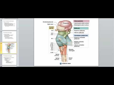 Brainstem