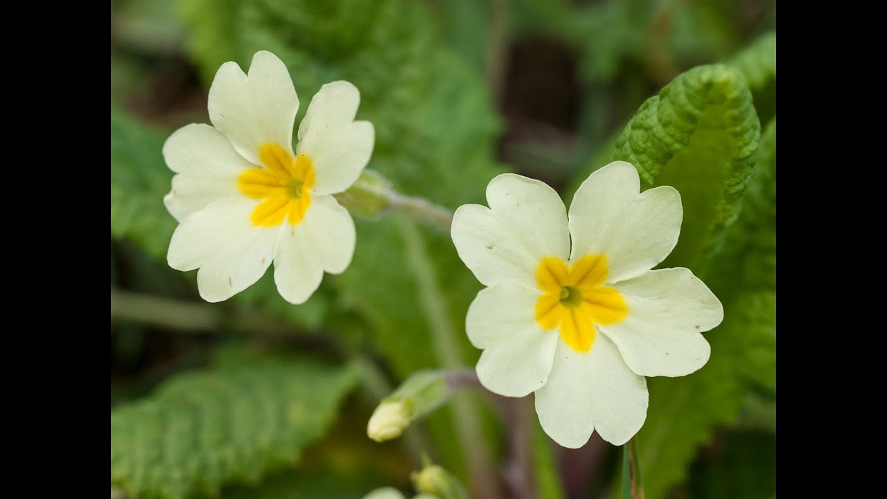 Common Primrose (First Rose) - Primula vulgaris