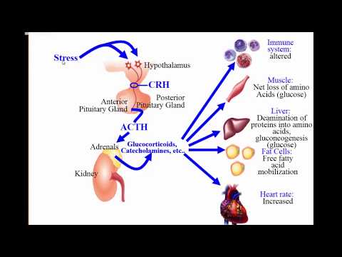 1 Laboratory Approach to a patient with adrenal disorder Mustafa Adel
