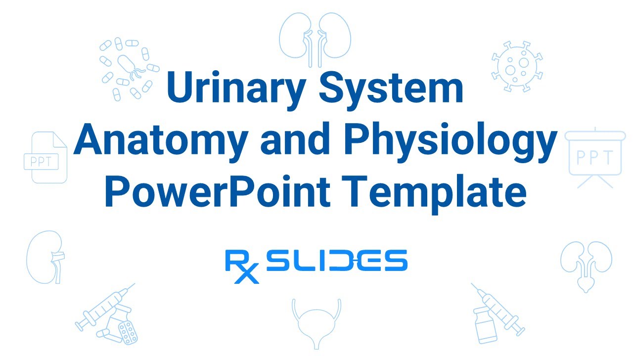 Urinary System Anatomy and Physiology PPTTemplate