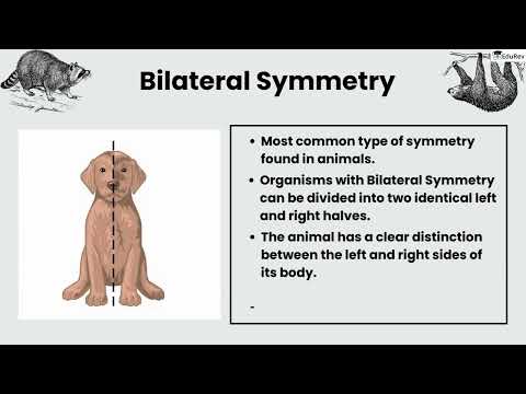 Animal Kingdom: Basis of Classification Video Lecture - NEET