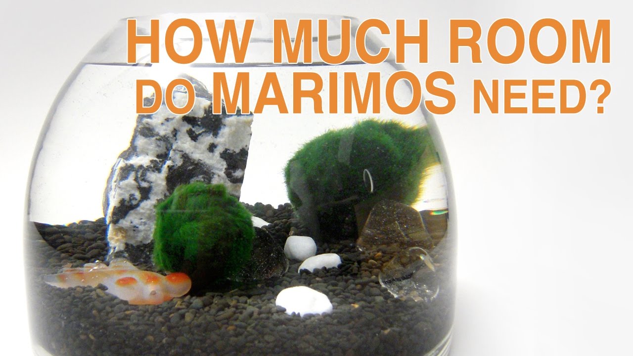How Much Room Do Marimos Need?