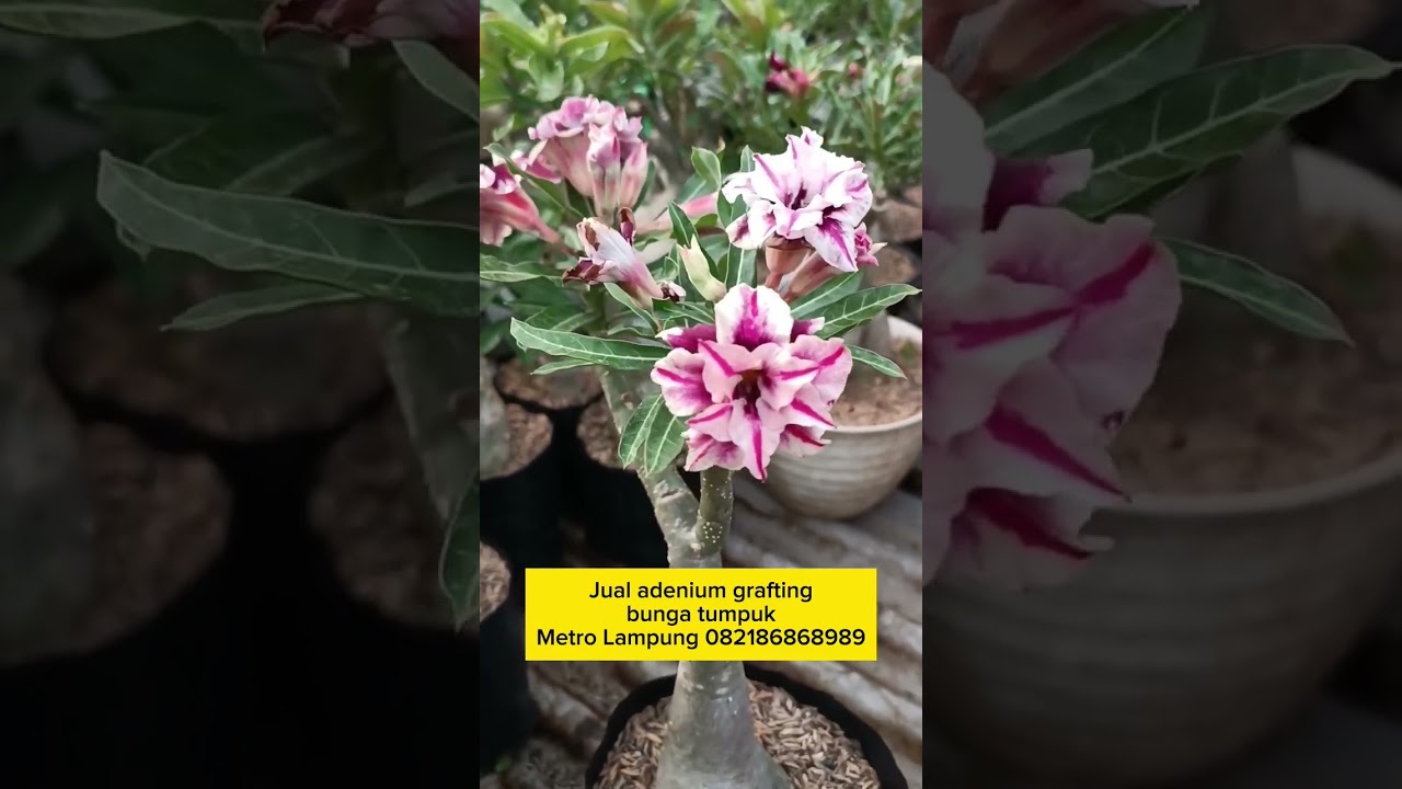 Jual adenium grafting bunga tumpuk #adenium #adeniumtumpuk #kambojajepang
