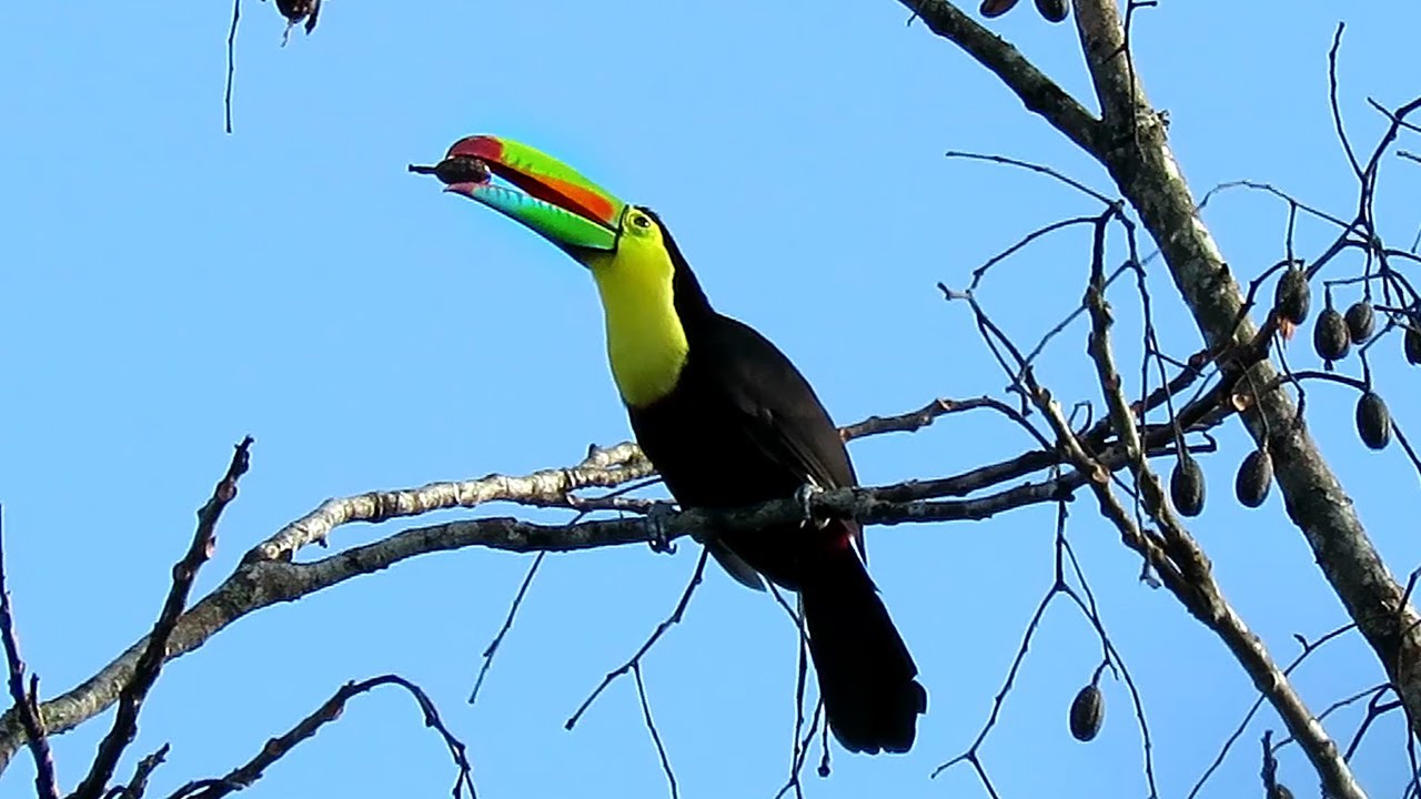 Keel-Billed Toucan Eating Fruit ~ Costa Rica
