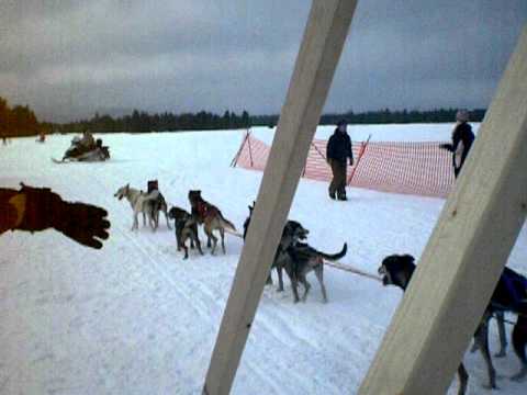 Professional mushers converge on West Yellowstone, Montana, in mid ...