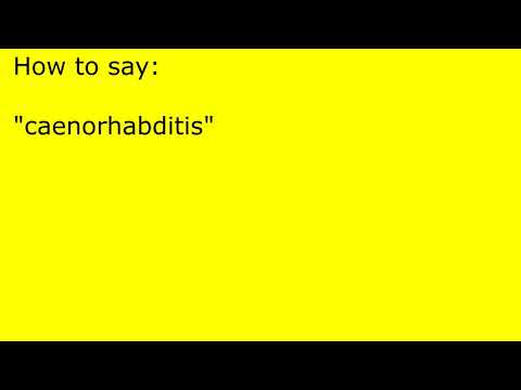 How to pronounce caenorhabditis