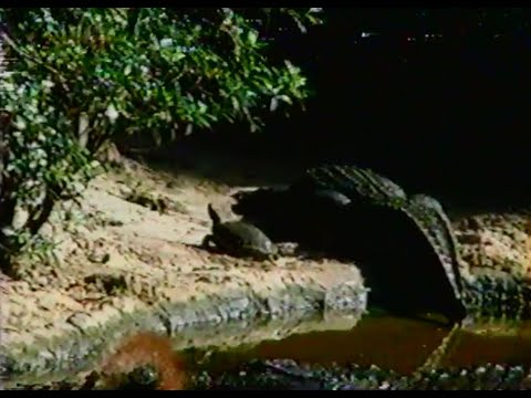 VHS Alligators 1991 Vintage 1990s Zoo Animals Found Footage