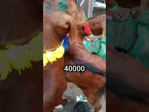 Jama Masjid Bakra Mandi | First mini vlog | MrRaiyan Gamer | #trending #viralshort #minivlog
