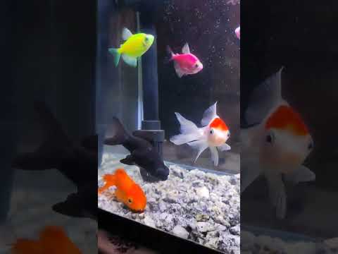 #sleepyfish |Do fish sleep|How fish sleep in aquarium