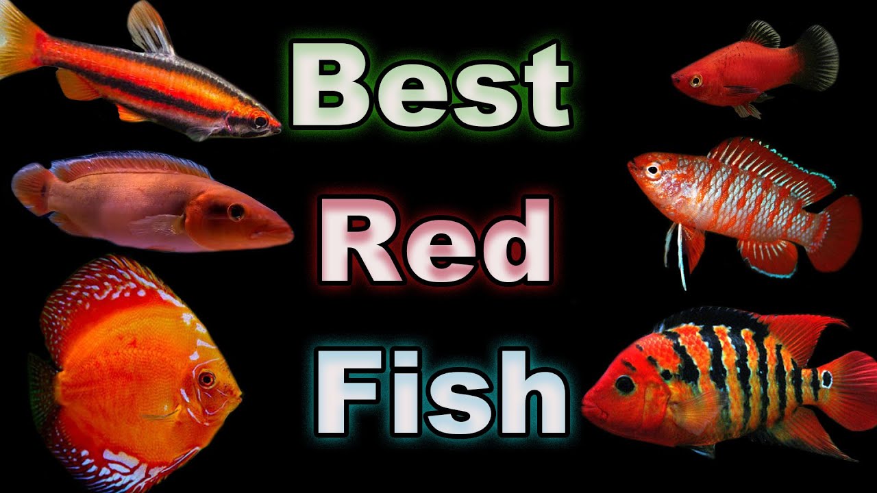 The Best Red Fish Options for Your Aquarium - We Have Something For Every Size Tank!