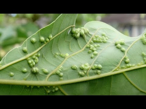 Citizen Science: What is a Gall?