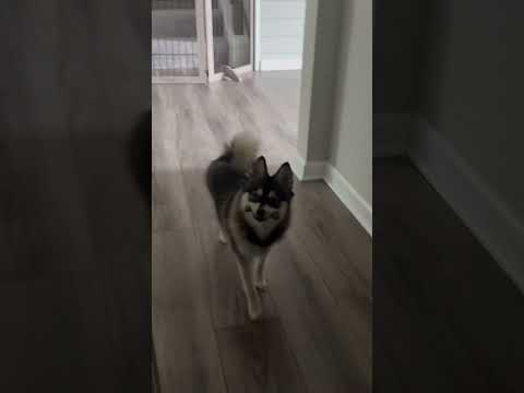 Steam Community :: Video :: Hello there Puppy! #shorts #dog #puppy #pomsky