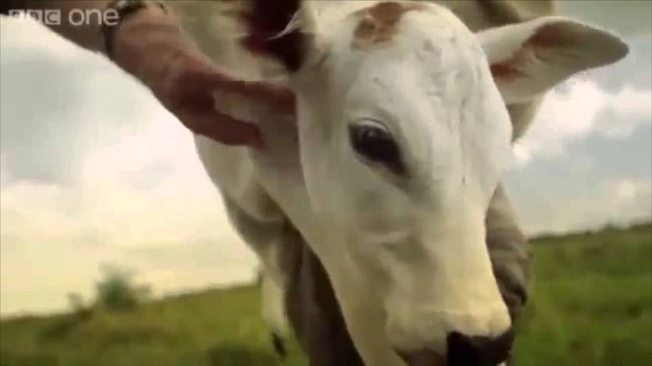 Selective Breeding Video