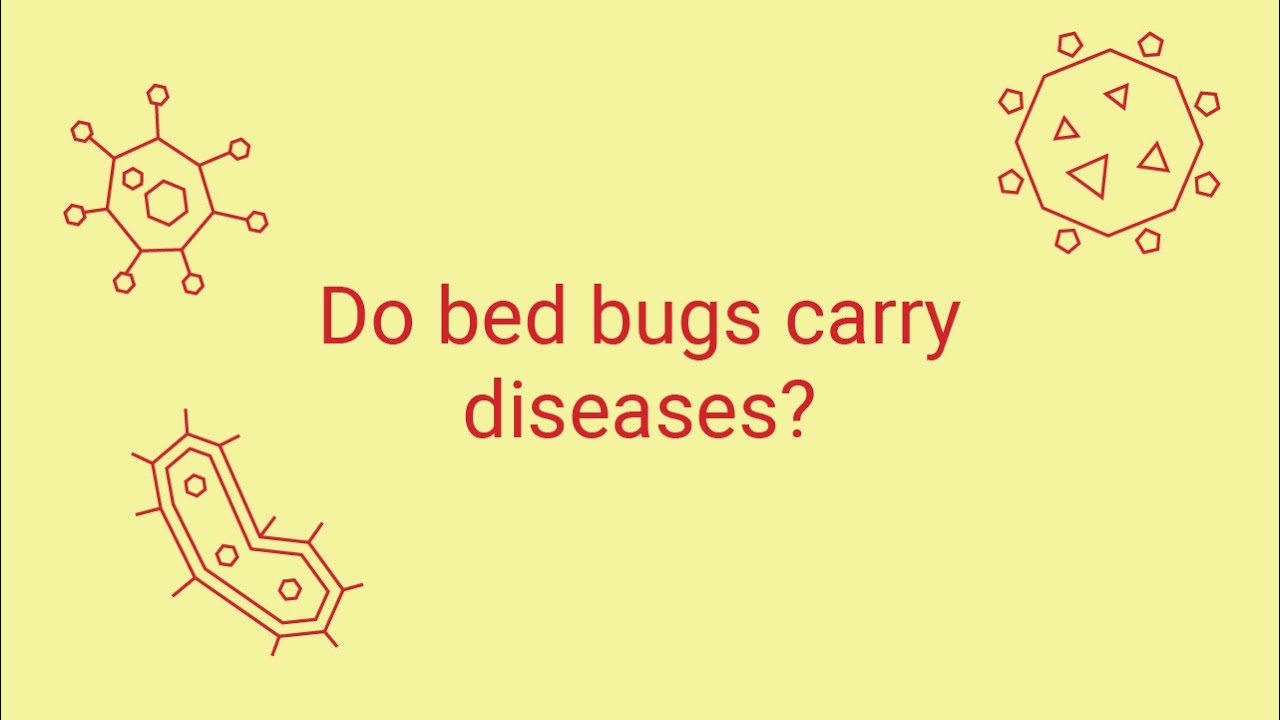 Do Bed Bugs Carry Diseases?