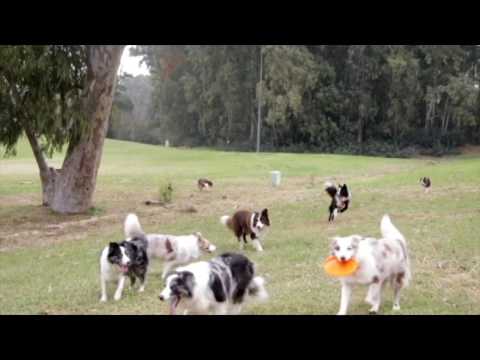 The Ruff Life (Brady Hansen and Jacoby Contreras)
