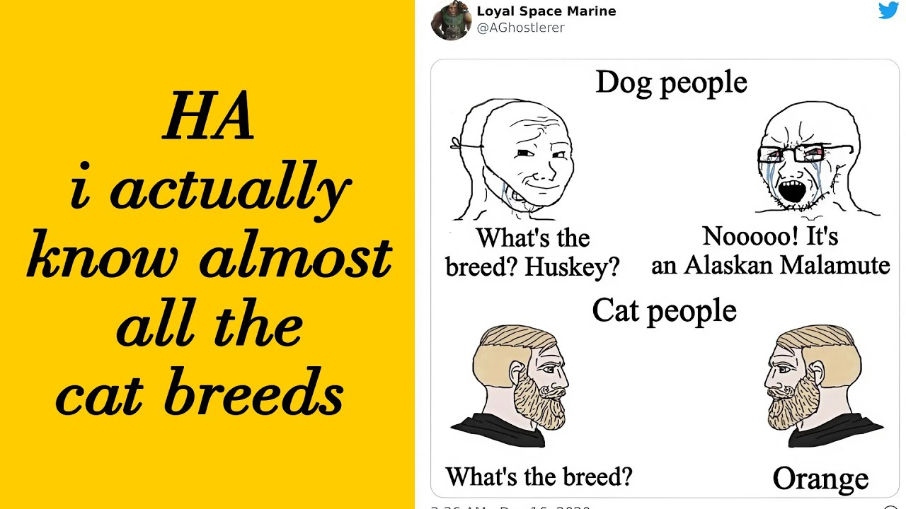 40 Of The Funniest ‘Dog People Vs. Cat People’ Tweets That Perfectly Capture The Difference