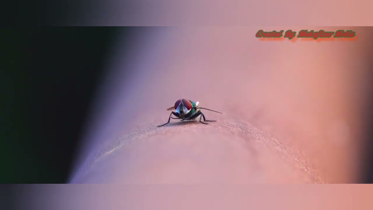 Flies are insect vectors of the class Diptera.