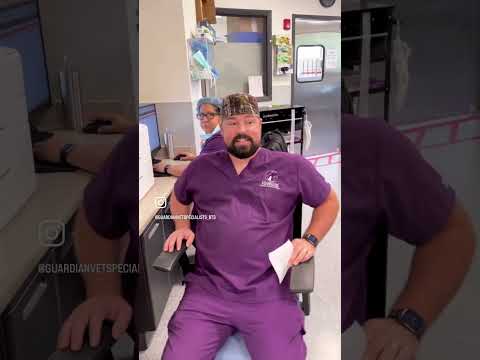 Cat Toxins! || #shorts #shorts_ #shortsvideo #vettechlife #vettech #veterinarymedicine