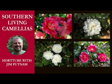 🌺Southern Living Plant Collection Camellias