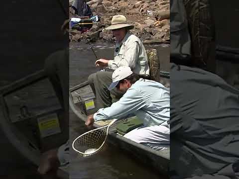 Cape Fear Shad Fishing #fishing #fishinglife