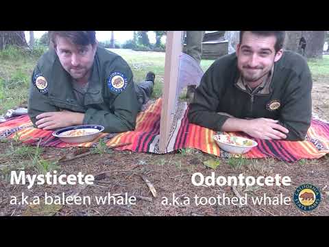 Whale, Whale, Whale: Mysticetes vs Odontocetes