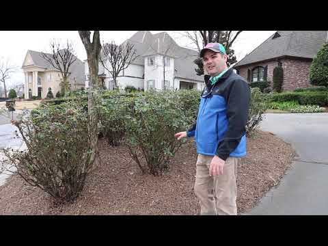 Don't Trim Your Knockout Roses!