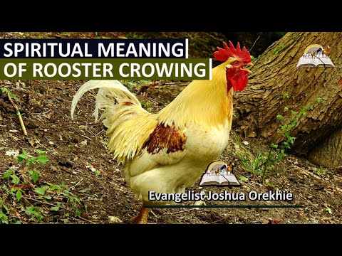 Spiritual Meaning of Rooster Crowing - Symbolism and Superstition