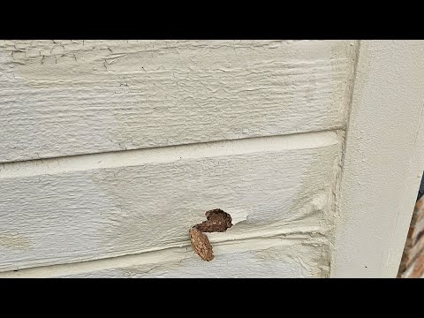 Masonite / Hardboard siding replacement