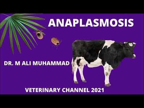 Large Animal Medicine: Pathology, Clinical Symptoms, And Diagnosis Of Anaplasmosis In Cattle
