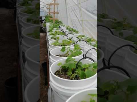 bantiles green house and shop 7 16 to 12 16 2796