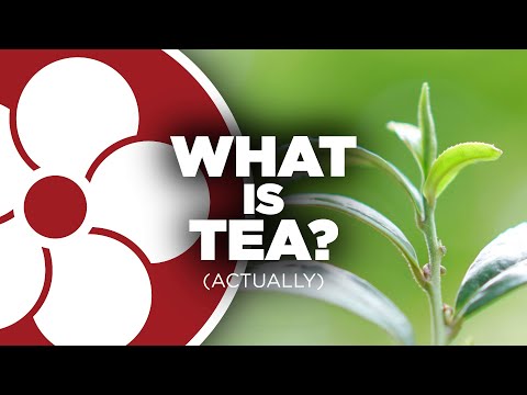 WHAT IS TEA, ACTUALLY??