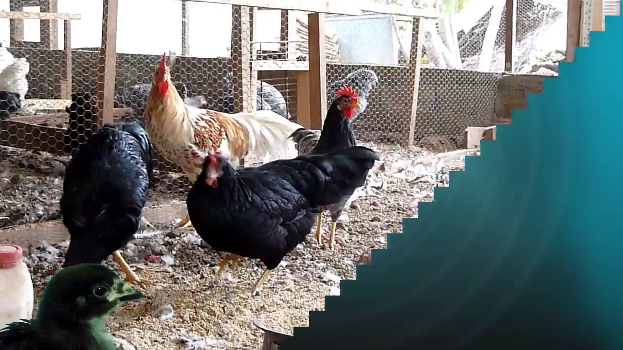 CHICKEN BREEDS - Leghorn Black, Blue Mottled (5,5 months old) - AGROKOTA.GR