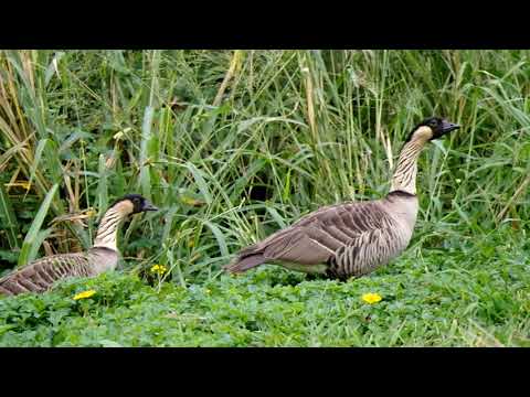 NATURE AND WILDLIFE #hawaii #earth #nature #wildlife