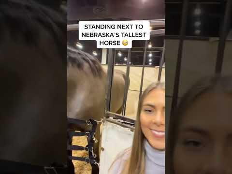He’s 19.3 hands tall (nearly 80 inches!) and weighs 2,300 lbs #shorts #horses #nebraska #horseriding