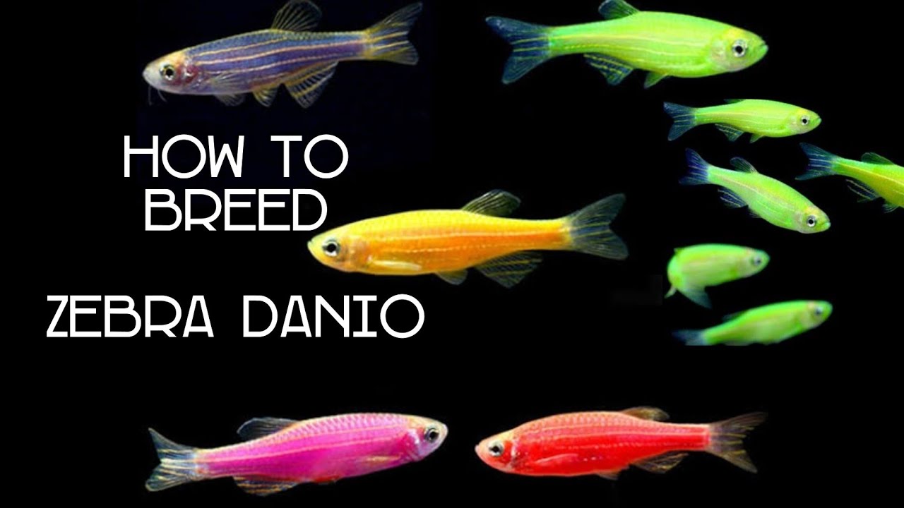 How to BREED Danio : simple steps master in 3 minutes : with English Subtitle : Electric Green Danio
